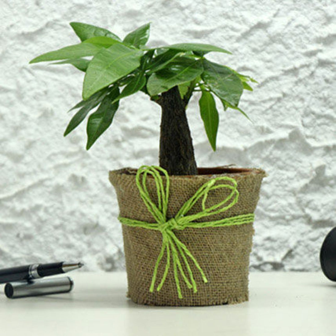 Buy Money Tree Online in Philippines - FNP PH