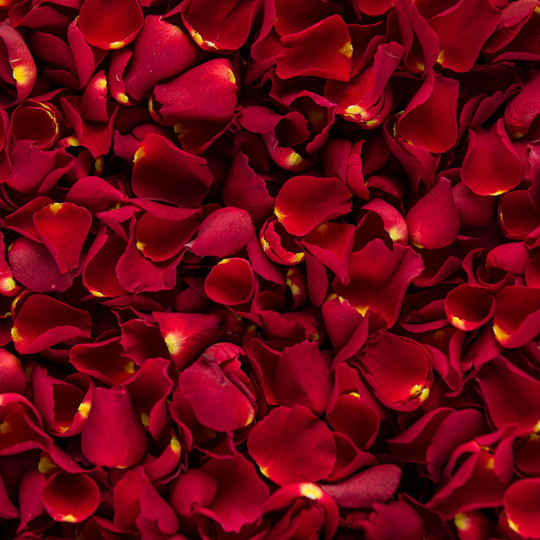 Buy Rose Petals Online in Philippines - FNP PH